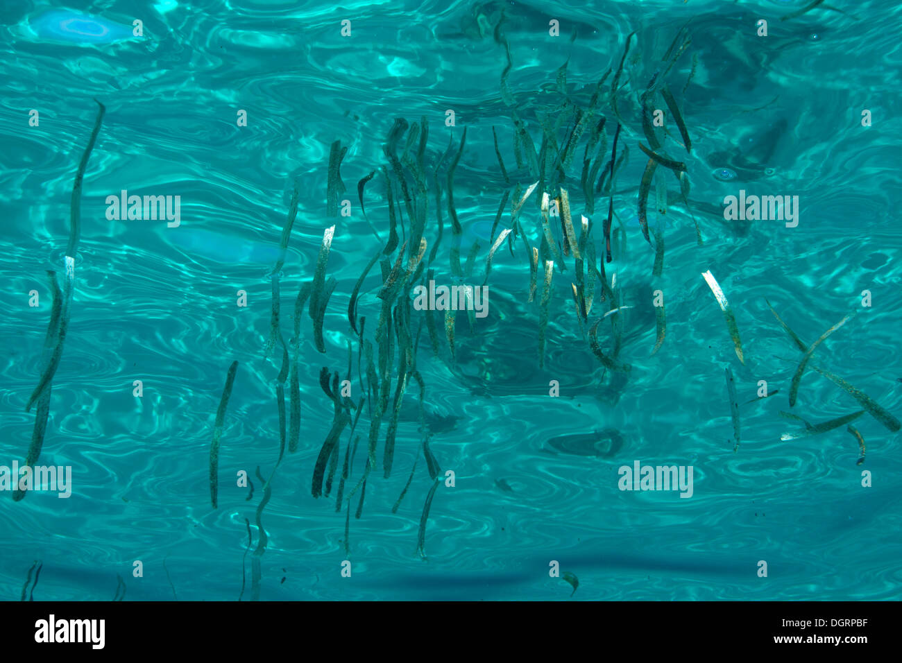 Seagrass floating on the water surface, Philippines Stock Photo - Alamy
