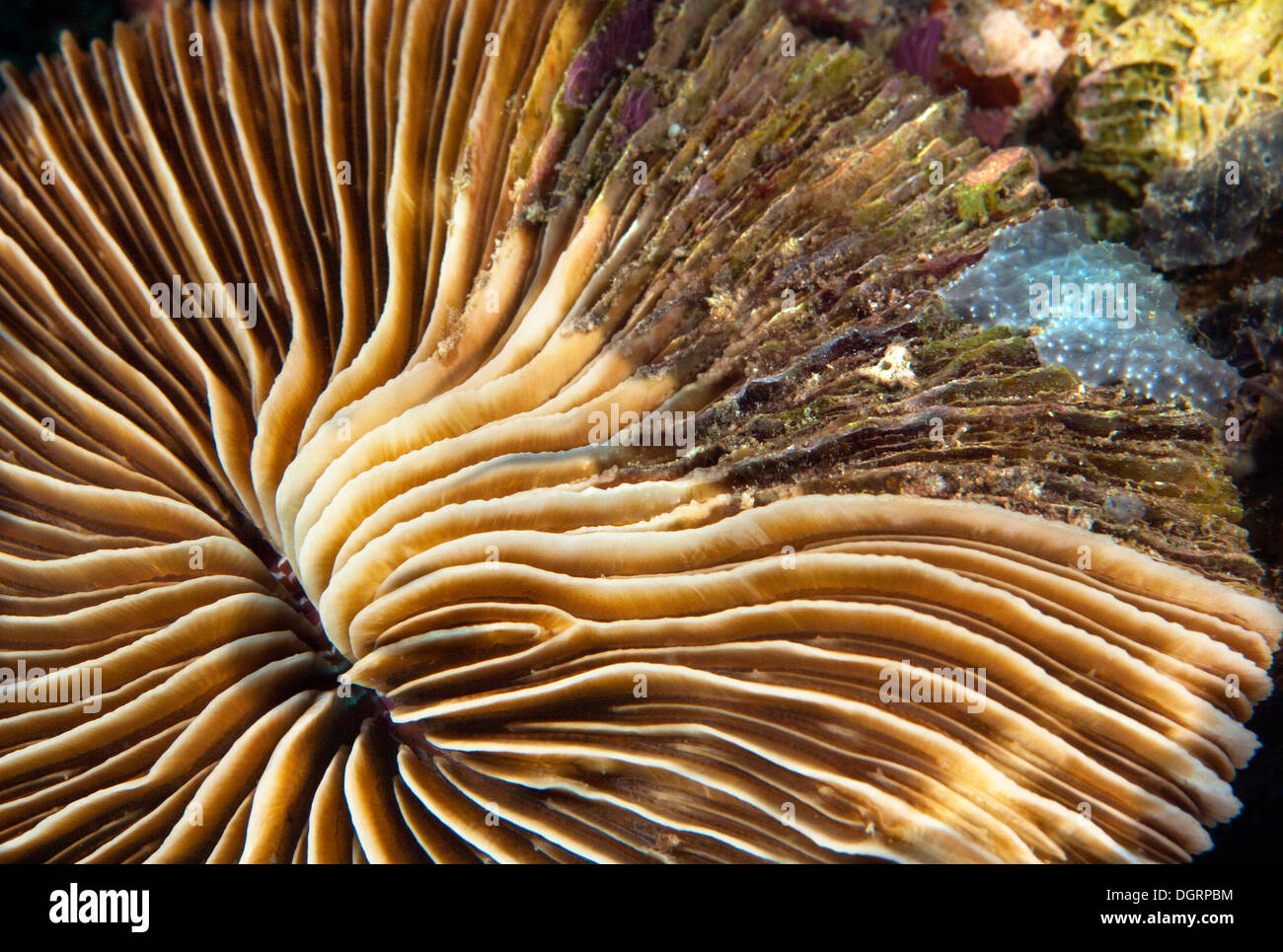 Full fungia hi-res stock photography and images - Alamy