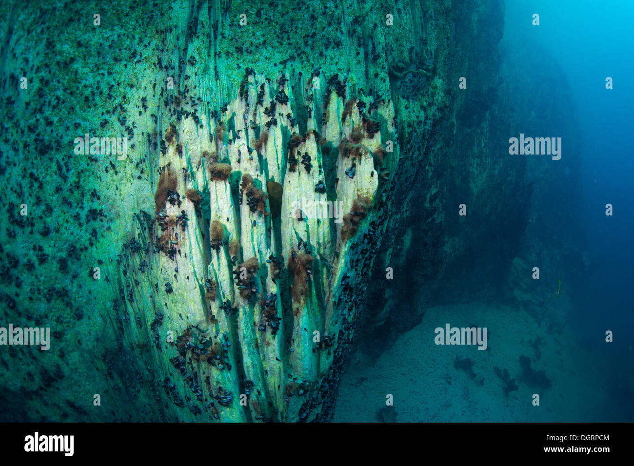 Barracuda Lake, underwater shot, Bancuan, Naturschutzgebiet Coron ...