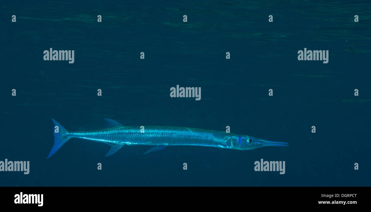 Houndfish (Tylosurus crocodilus crocodilus), Balnek, Palawan, Busuanga ...