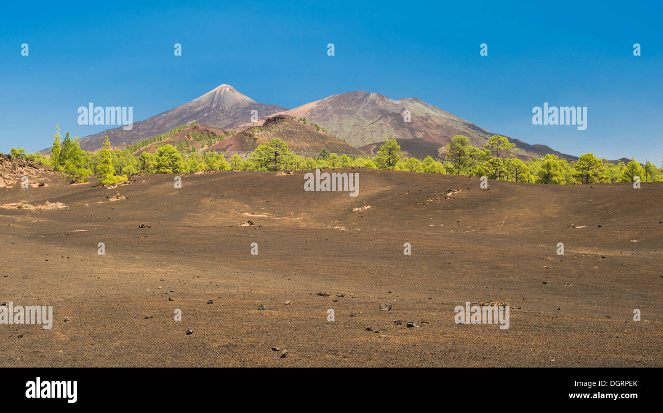 Pinar de chio hi-res stock photography and images - Alamy