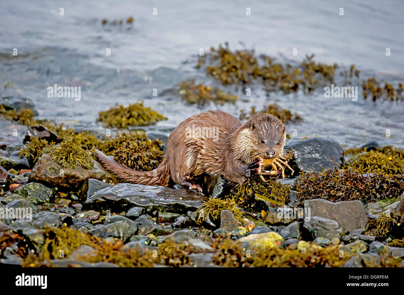 Otter scotland hi-res stock photography and images - Alamy