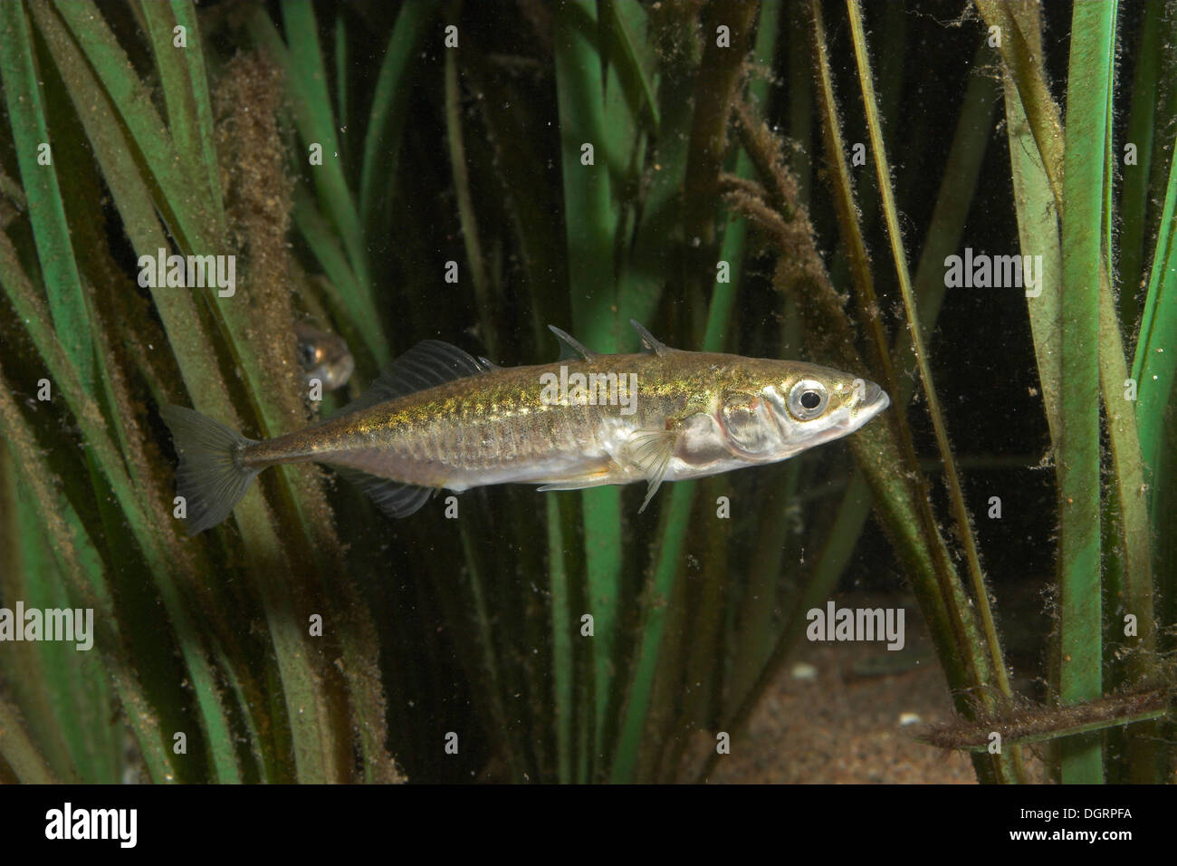 Three spined stickleback gasterosteus aculeatus hi-res stock ...
