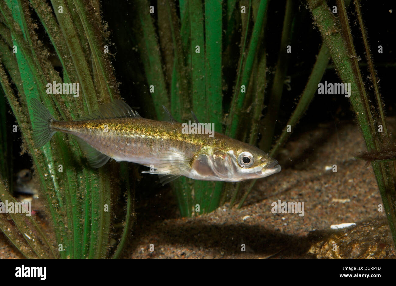 Three-spined stickleback, marine, Dreistacheliger Stichling ...