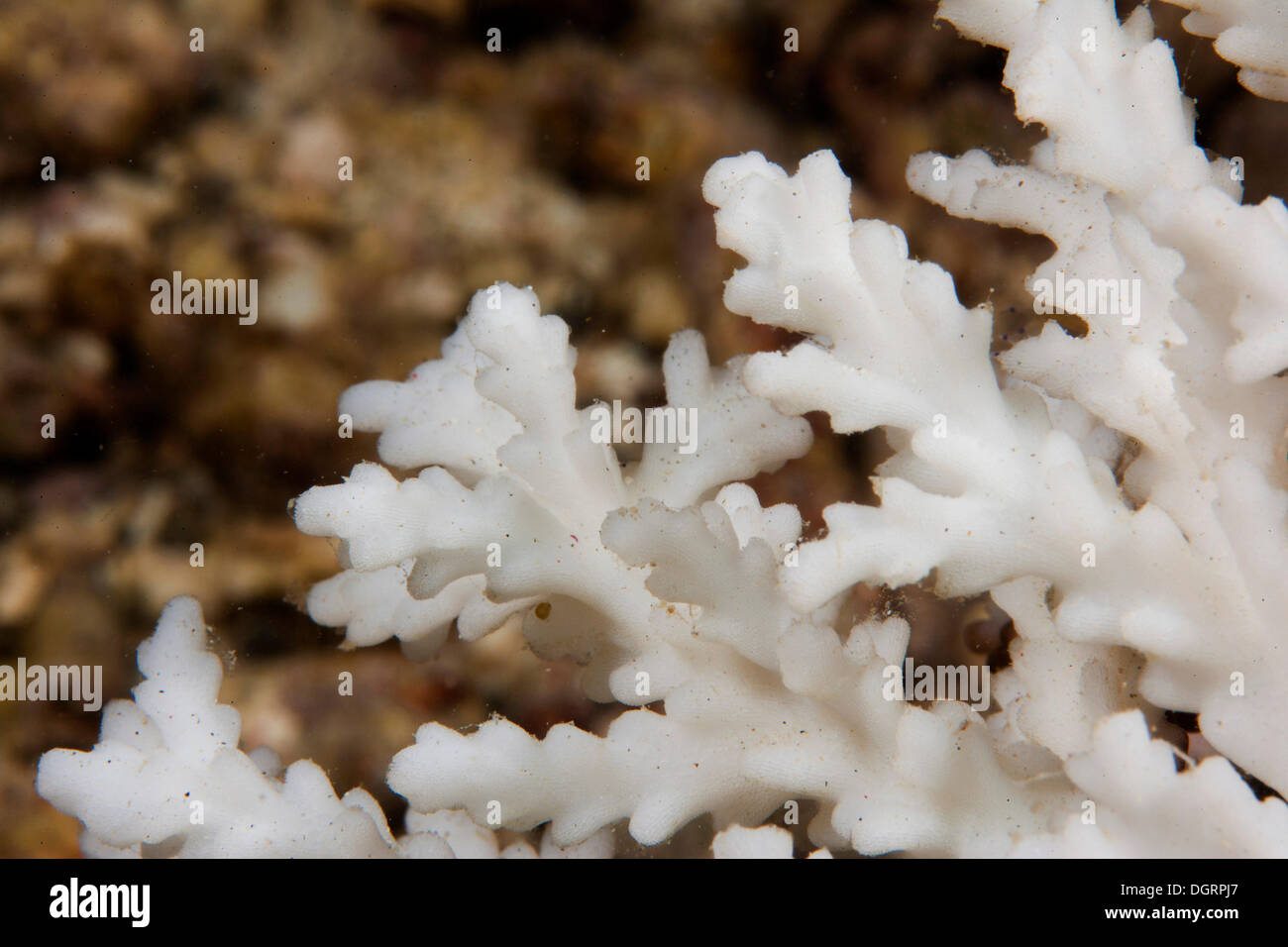 Dead coral hi-res stock photography and images - Alamy