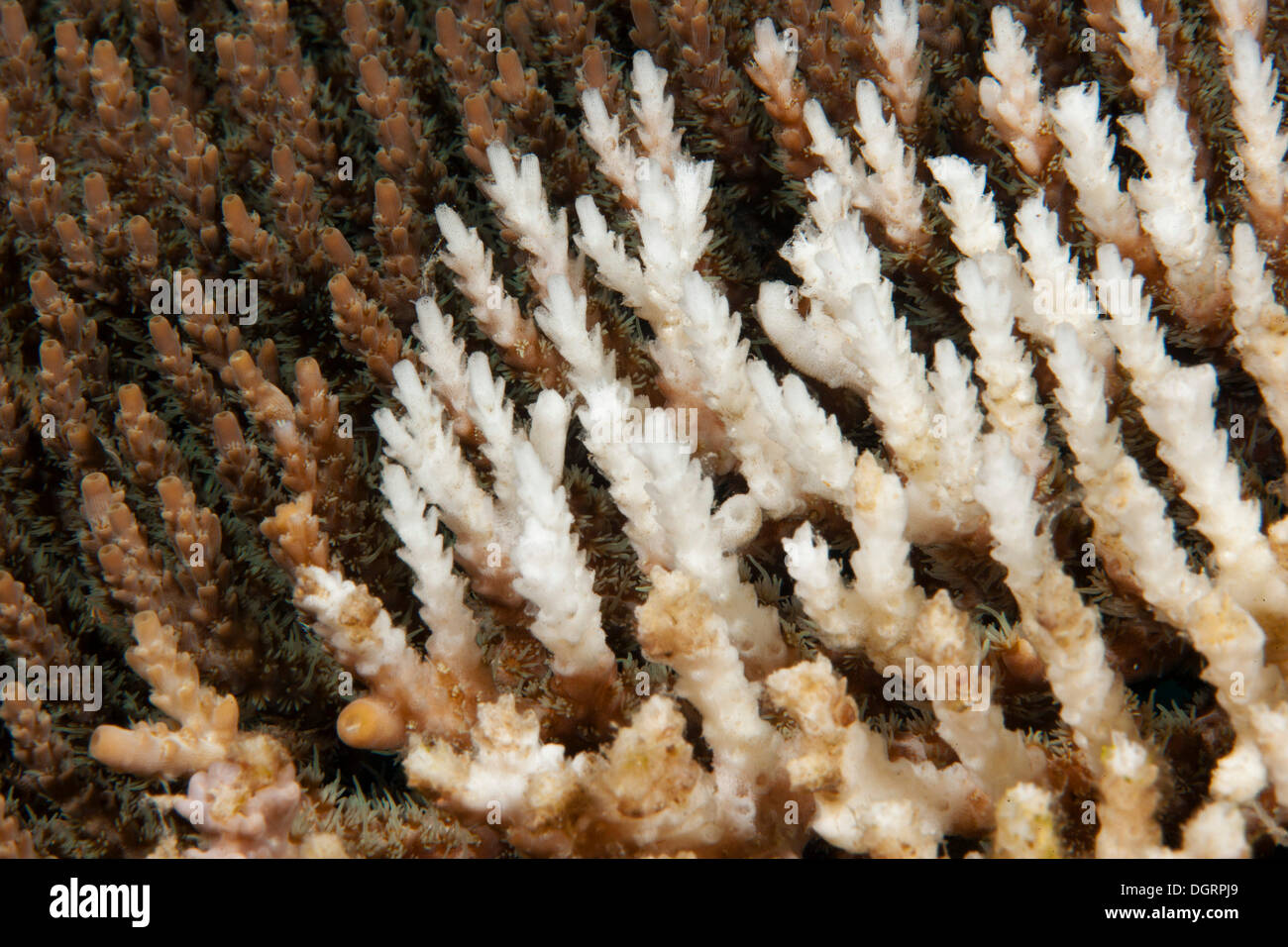 Dead coral hi-res stock photography and images - Alamy