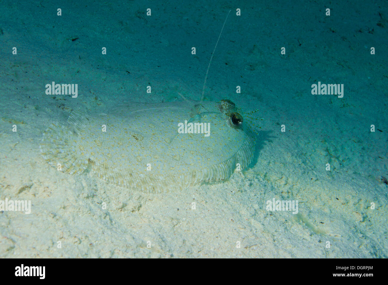 Leopard Flounder (Bothus pantherinus) on the seabed, bei Balnek ...