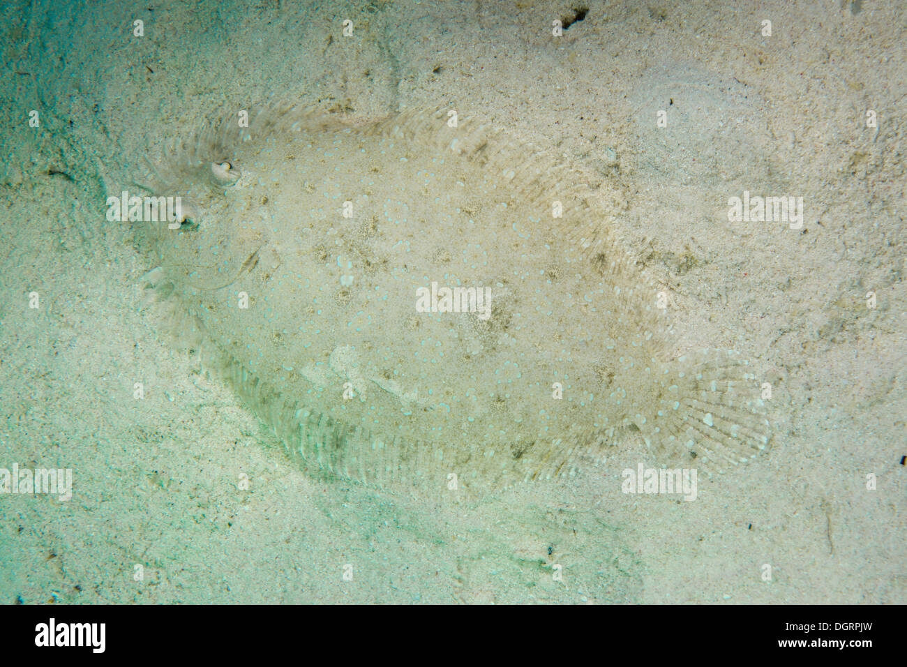 Leopard Flounder (Bothus pantherinus) on the seabed, bei Balnek ...