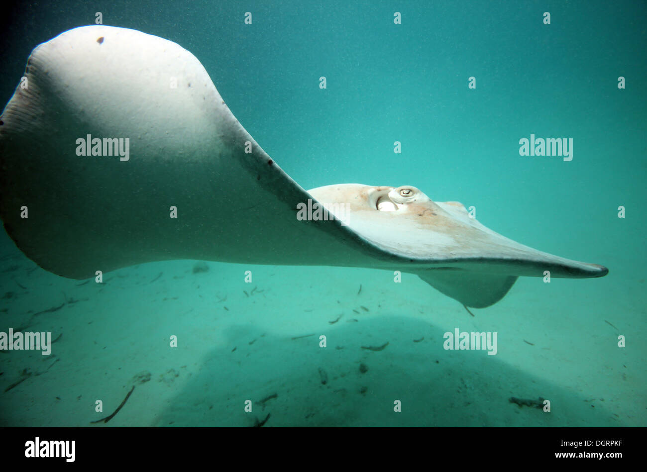 Pink Whipray/Stingray (Himantura Fai) Swimming Close By, Bodufinolhu ...