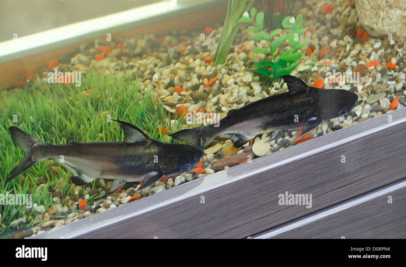 Two big fish swimming in an aquarium with green algae Stock Photo - Alamy