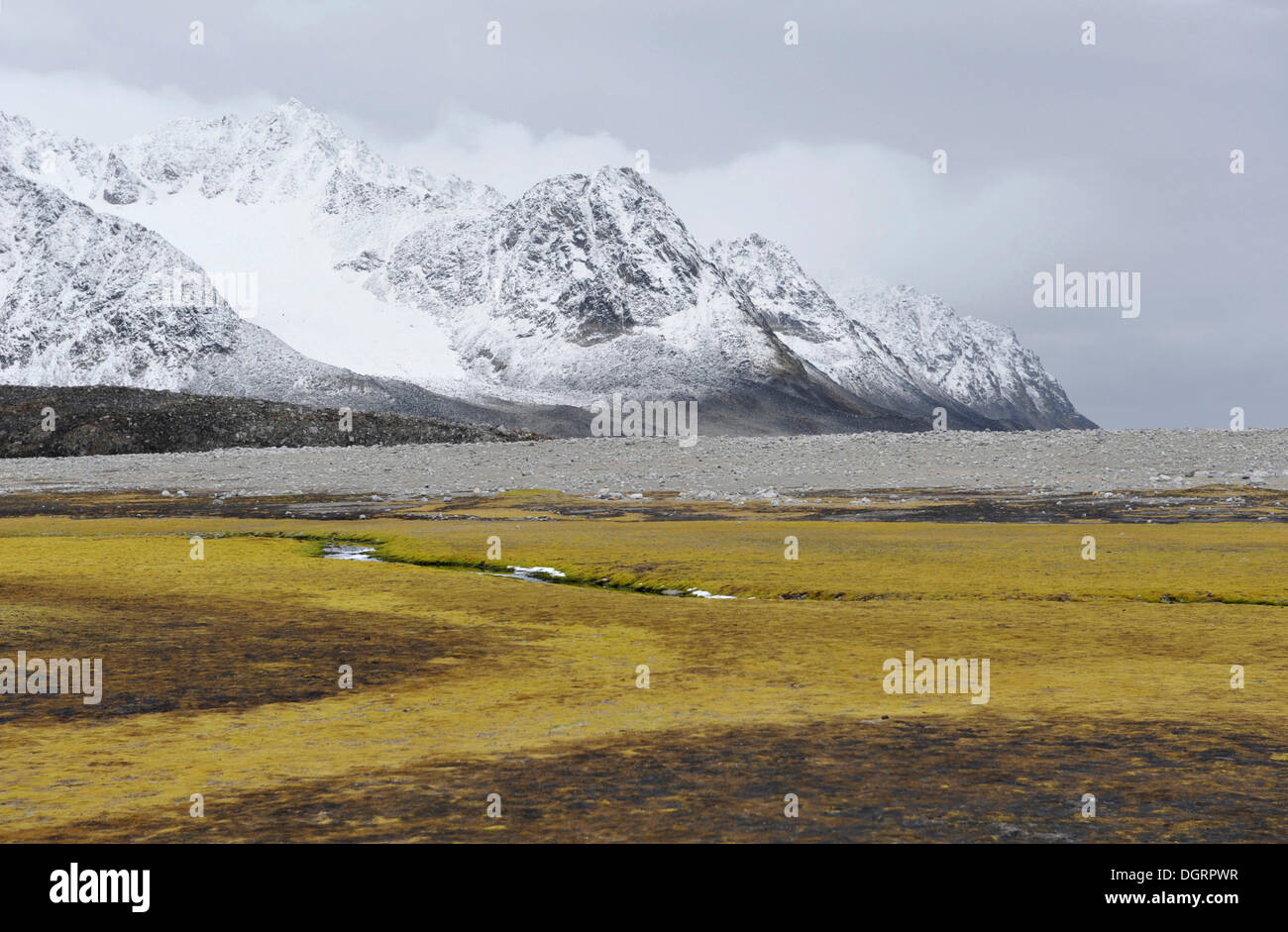 Arctic sea moss hi-res stock photography and images - Alamy