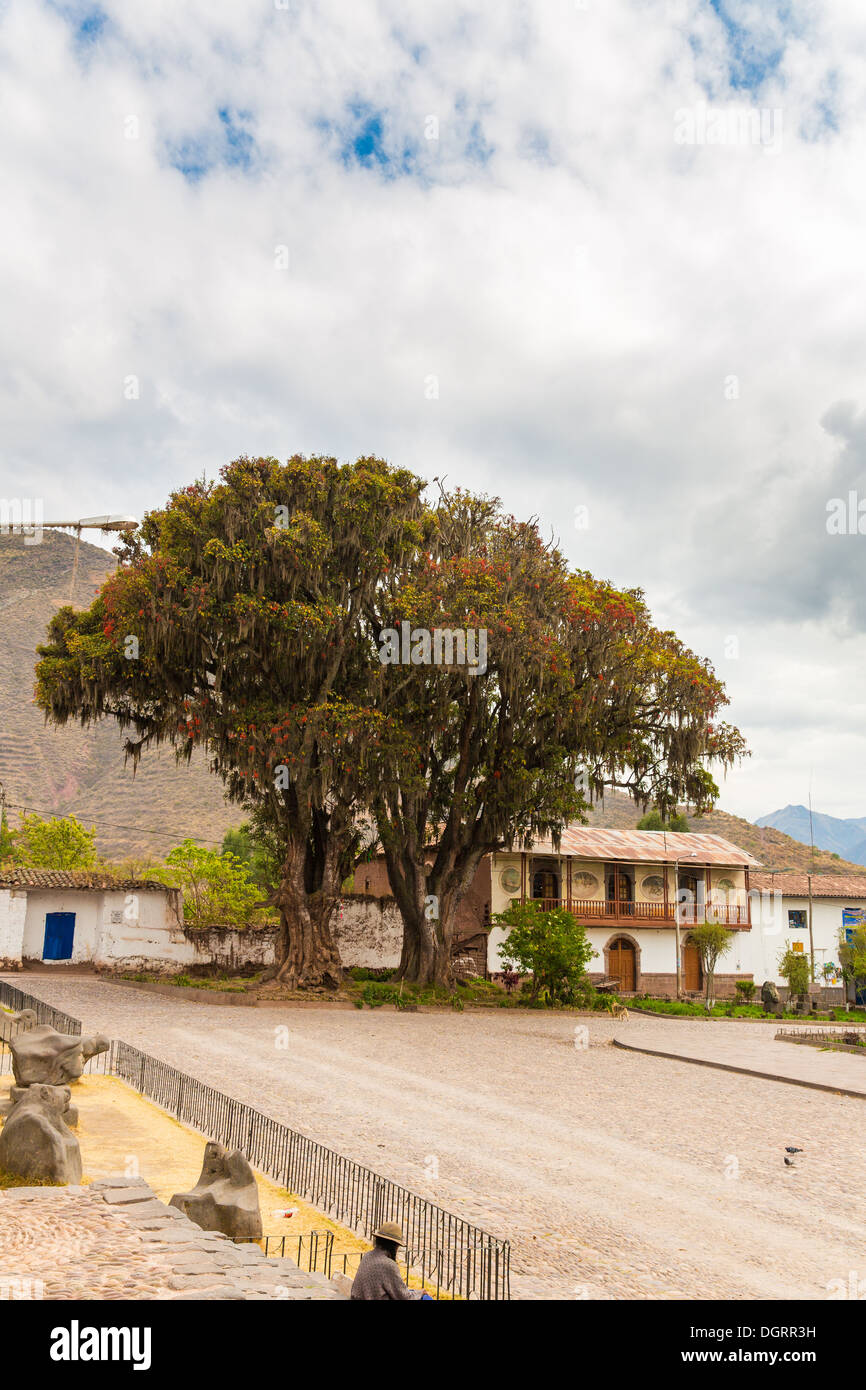 Large tree Pisonay with red, flower in Peru,Puno,South America in ...