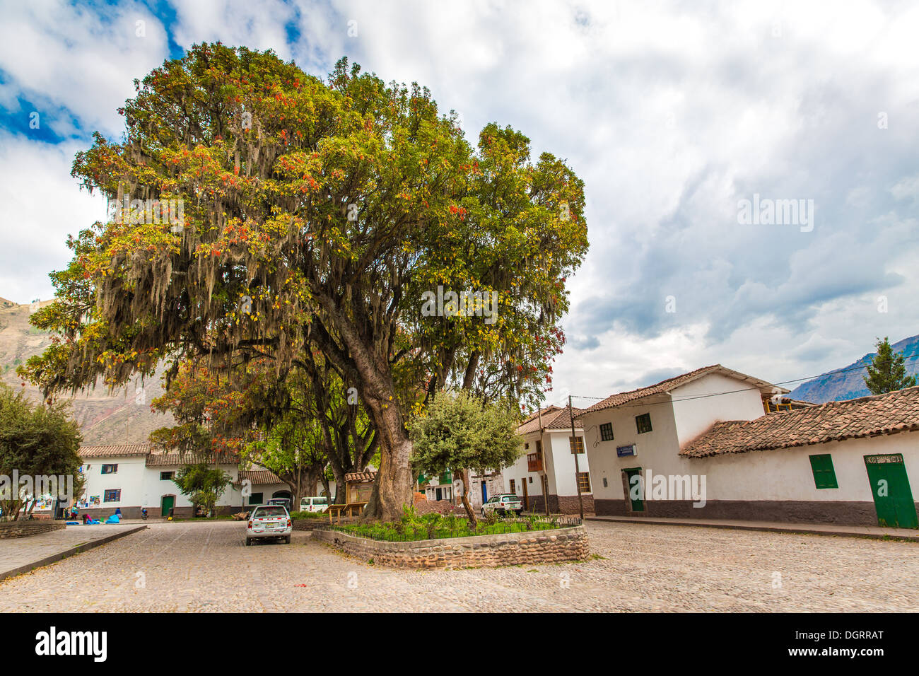 Large tree Pisonay with red, flower in Peru,Puno,South America in ...