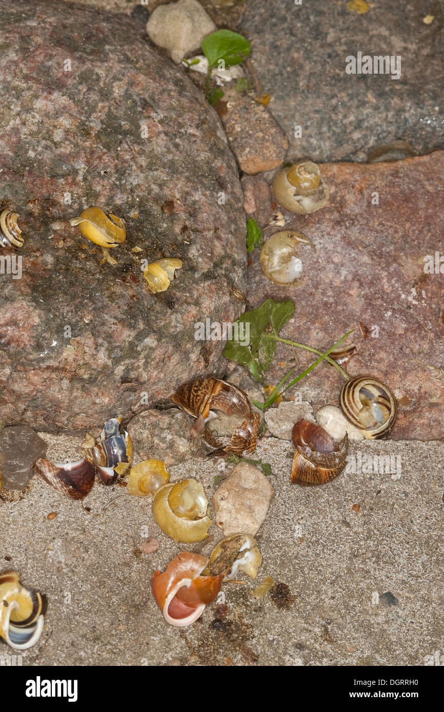 Snail trace hi-res stock photography and images - Alamy