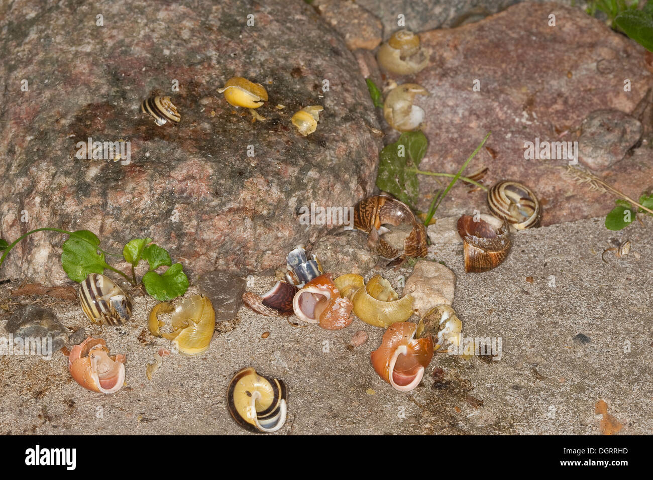 Song Thrush, stone as an anvil to break the shell of snails ...