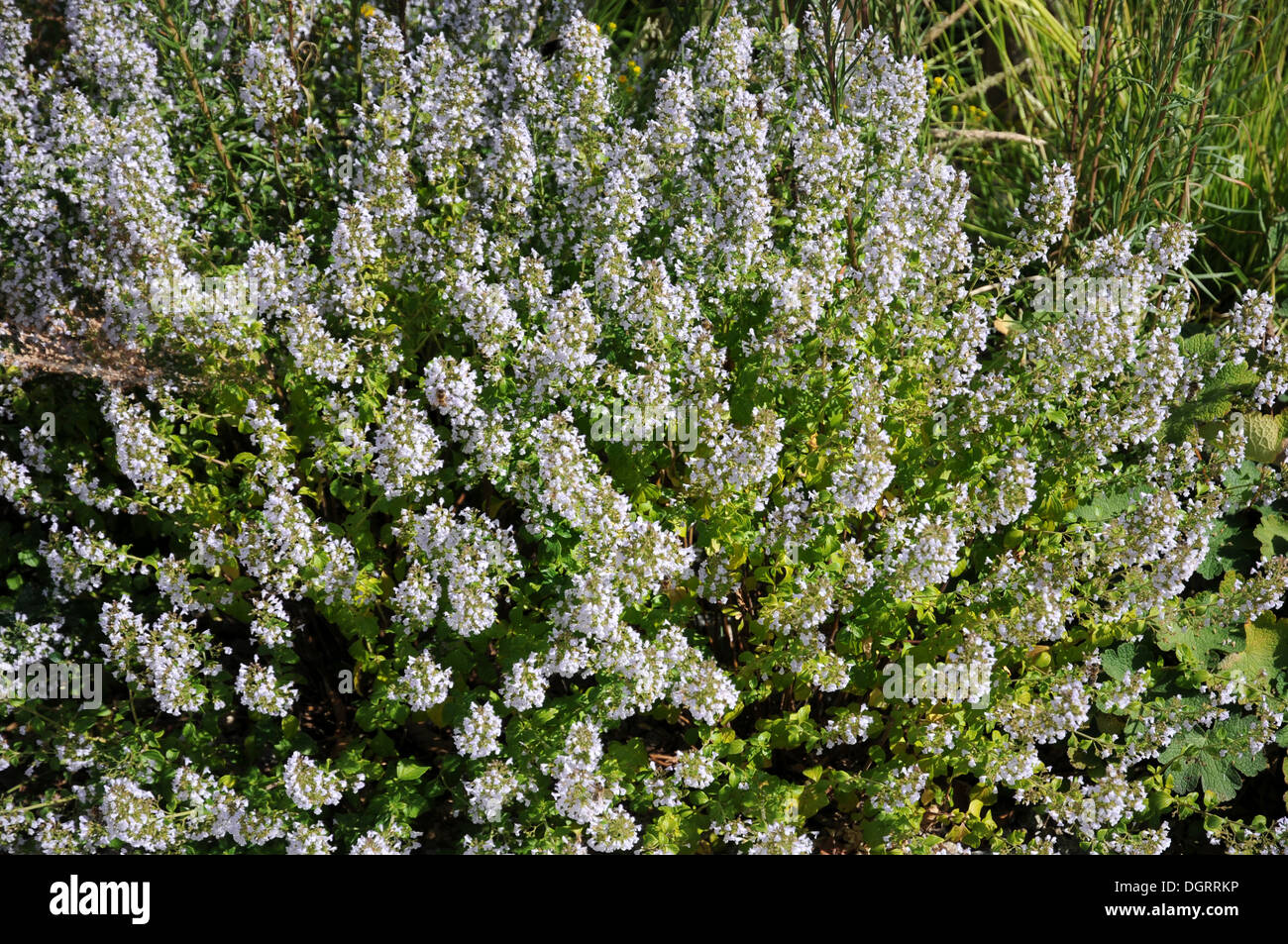 Mountain Mint Stock Photo Alamy mountain-mint-stock-photo-alamy