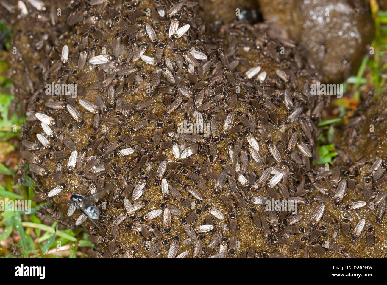 lesser dung fly, small dung fly, lesser corpse fly, on horse droppings ...