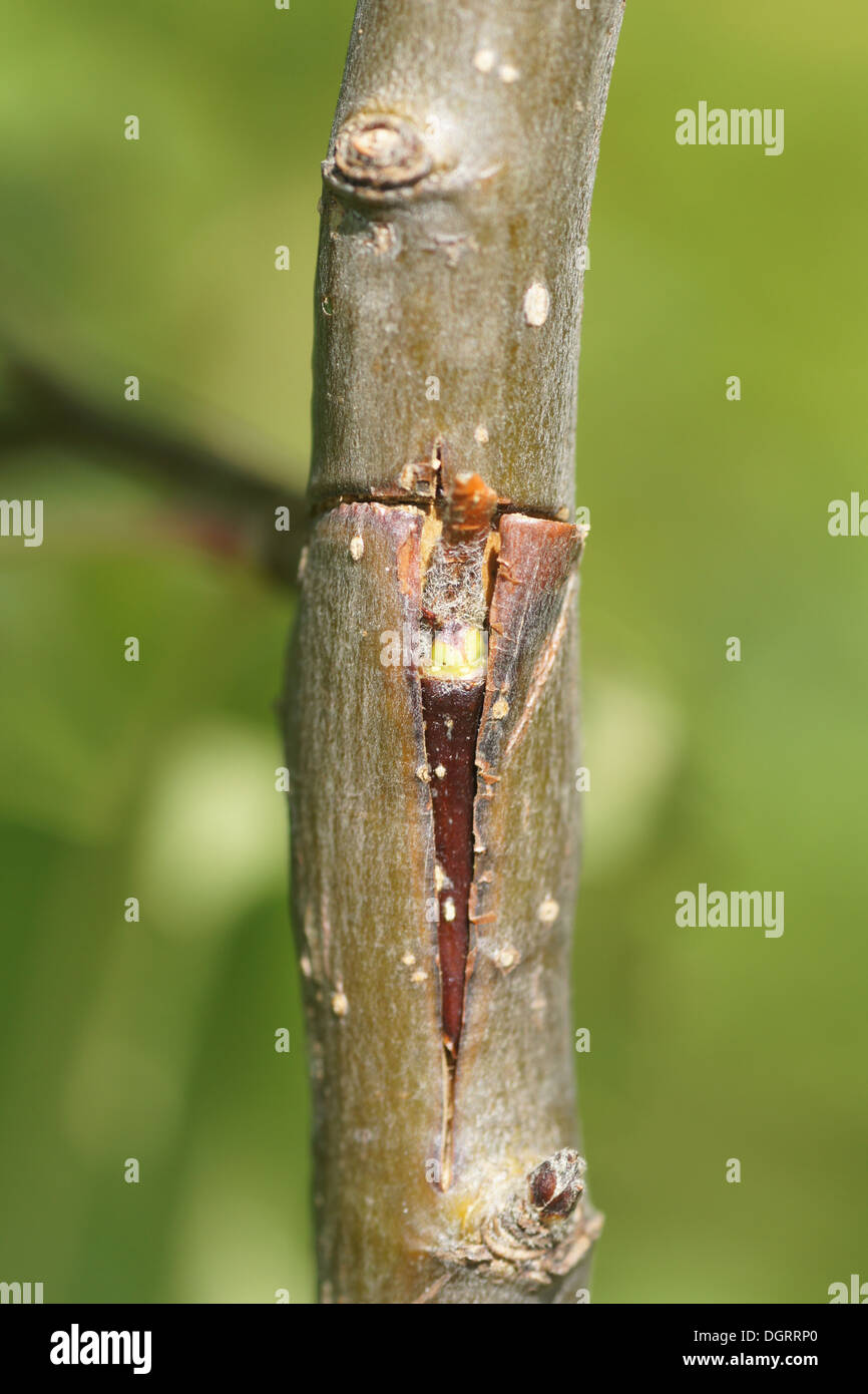 Shield budding hi-res stock photography and images - Alamy