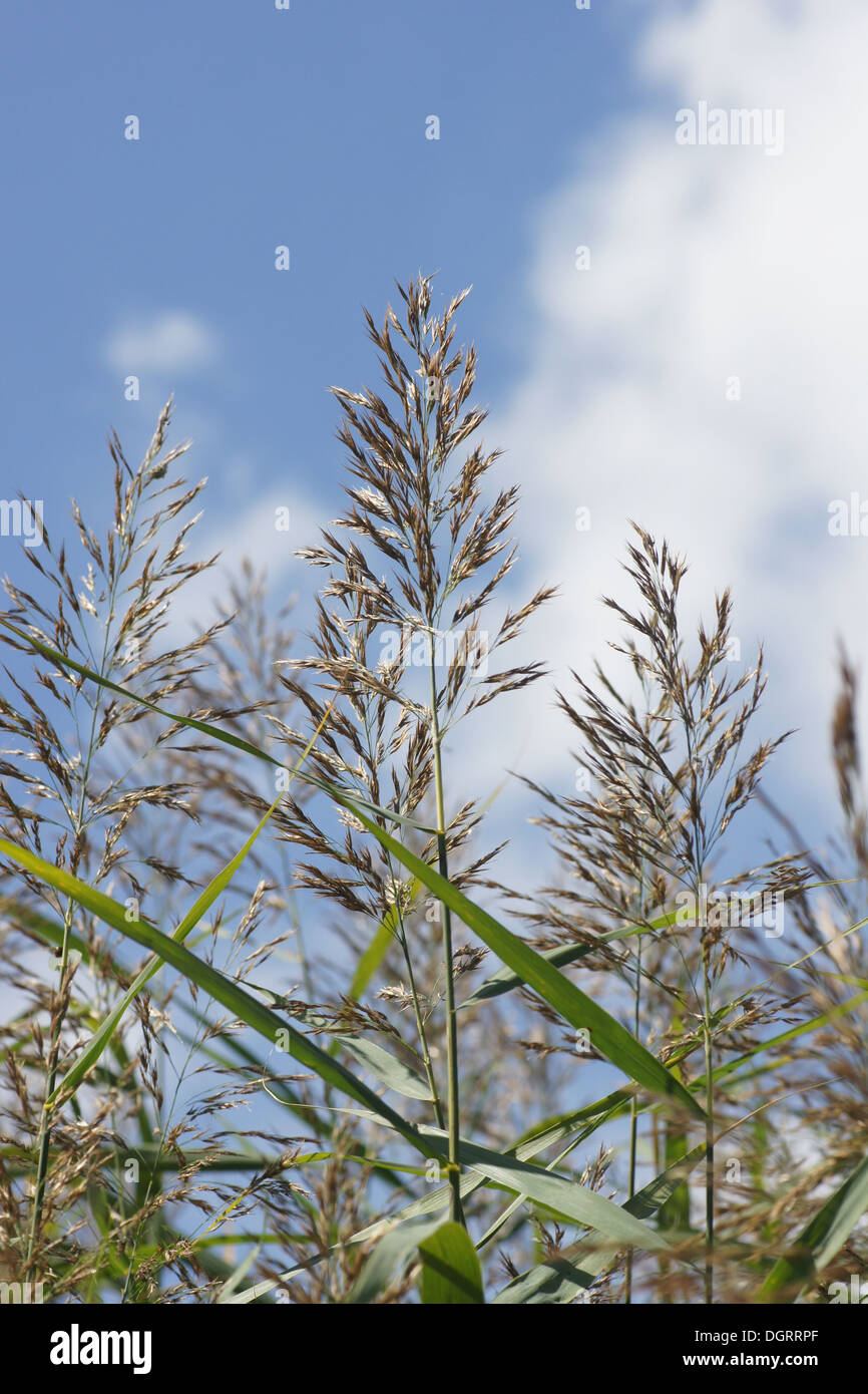 Common reed phragmites australis schilfrohr hi-res stock photography ...