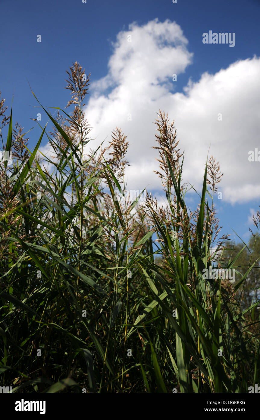 Common reed phragmites australis schilfrohr hi-res stock photography ...