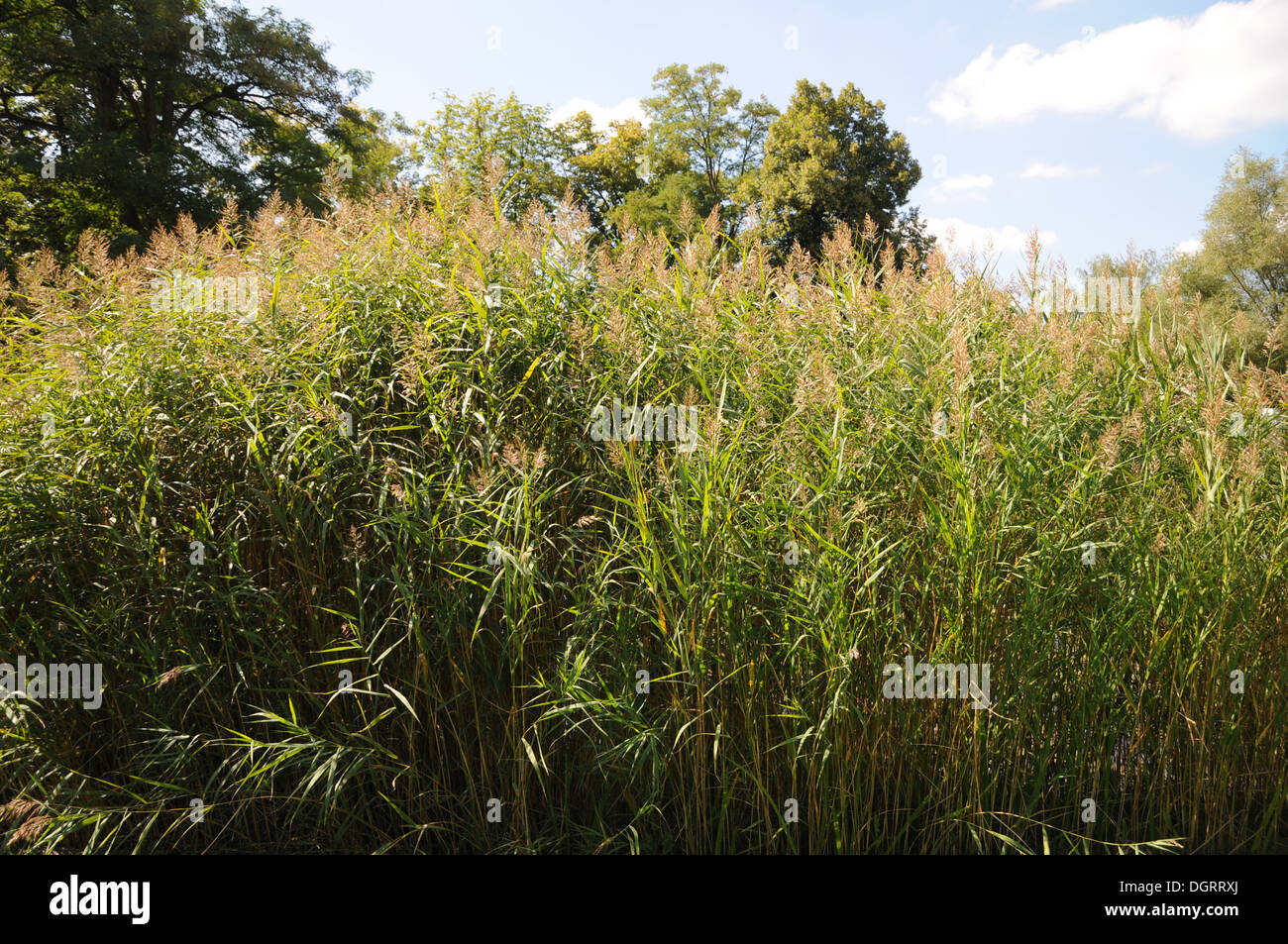 Common reed phragmites australis schilfrohr hi-res stock photography ...