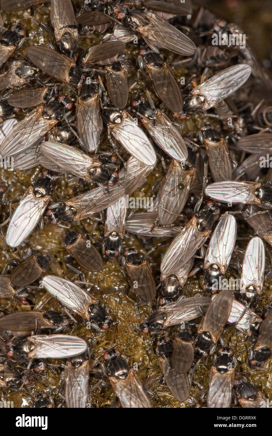 lesser dung fly, small dung fly, lesser corpse fly, on horse droppings ...