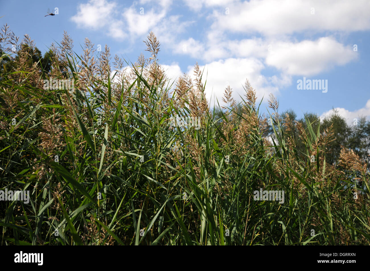 Common Reed Phragmites Australis Schilfrohr High Resolution Stock ...