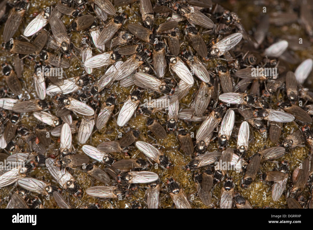 lesser dung fly, small dung fly, lesser corpse fly, on horse droppings ...