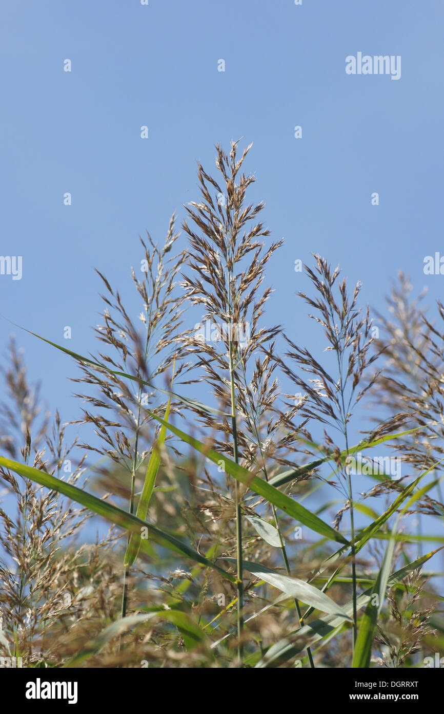 Common reed phragmites australis schilfrohr hi-res stock photography ...
