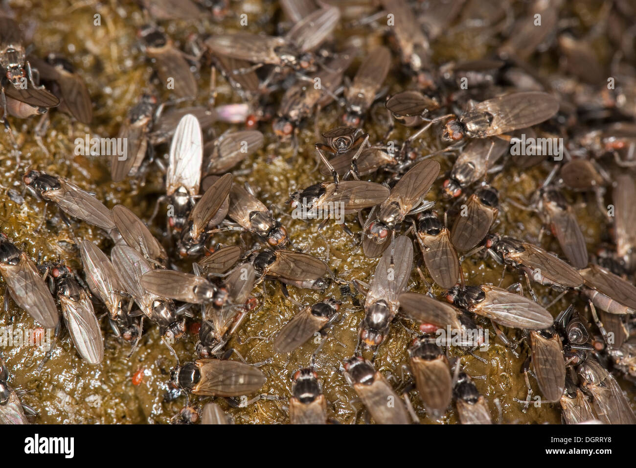 lesser dung fly, small dung fly, lesser corpse fly, on horse droppings ...