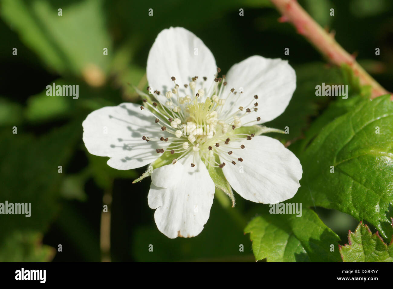 Raspberry blossom hi-res stock photography and images - Alamy