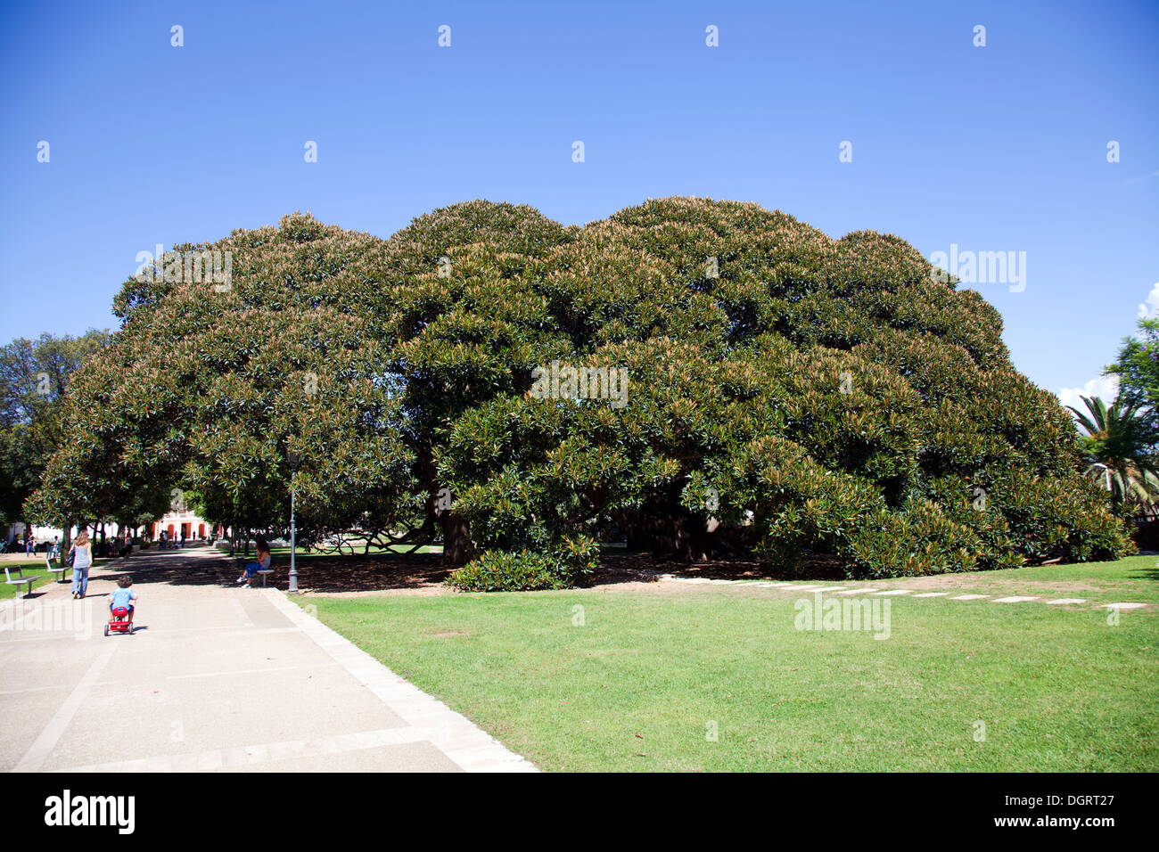 Large Old Ficus Tree in Public Gardens of Cagliari in Sardinia Stock ...