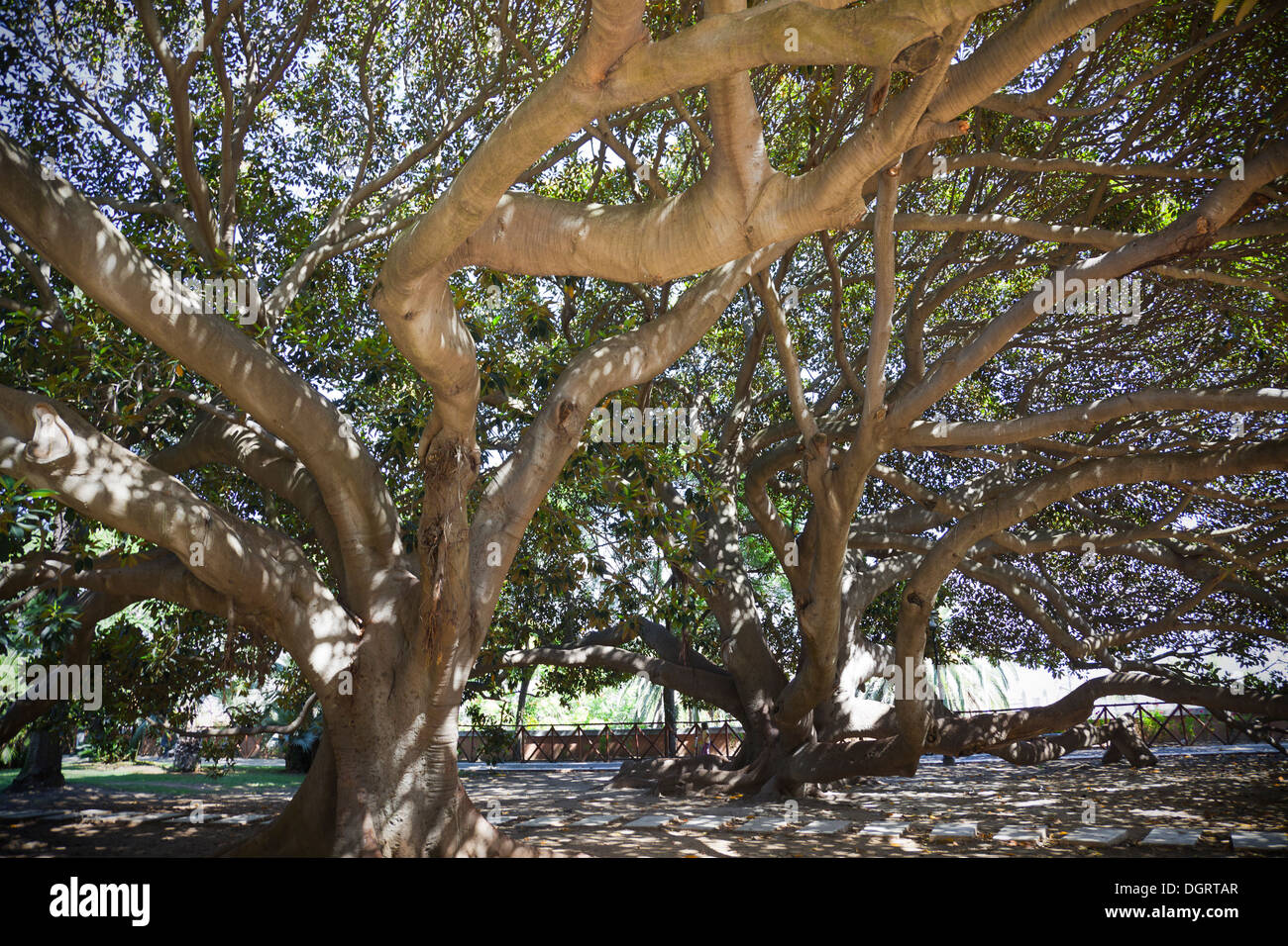 Large Old Ficus Tree In High Resolution Stock Photography and Images ...