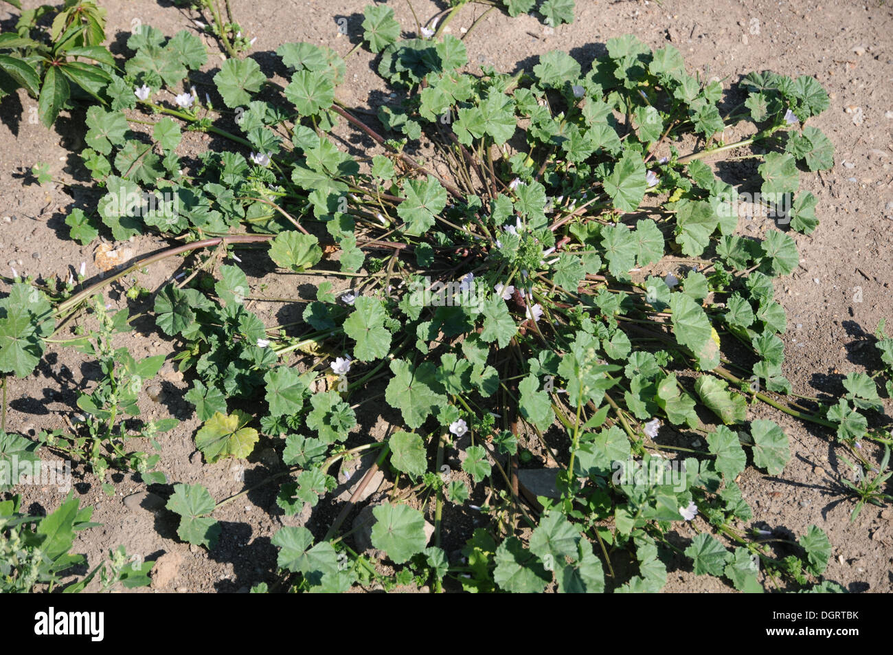 Mallows blumen hi-res stock photography and images - Alamy