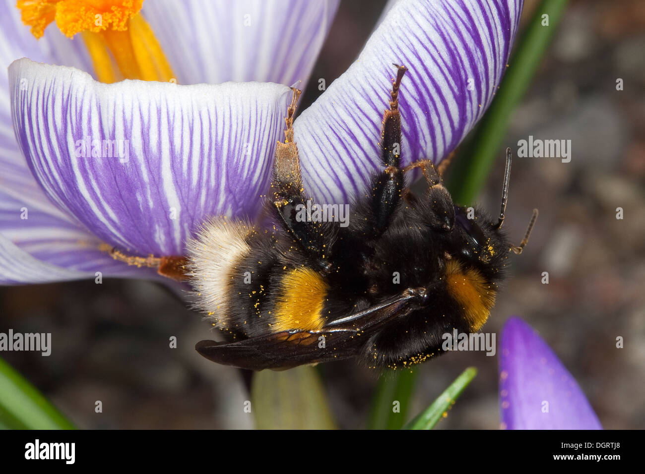 Buff-tailed bumble bee, large earth bumblebee, Dunkle Erdhummel ...