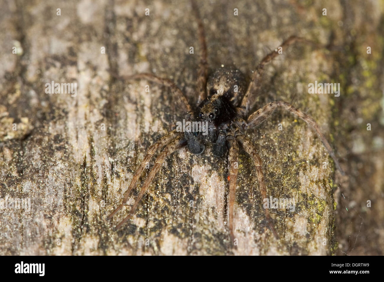 Spotted Wolf spider, wolf spiders, ground spiders, Dunkle Wolfspinne ...