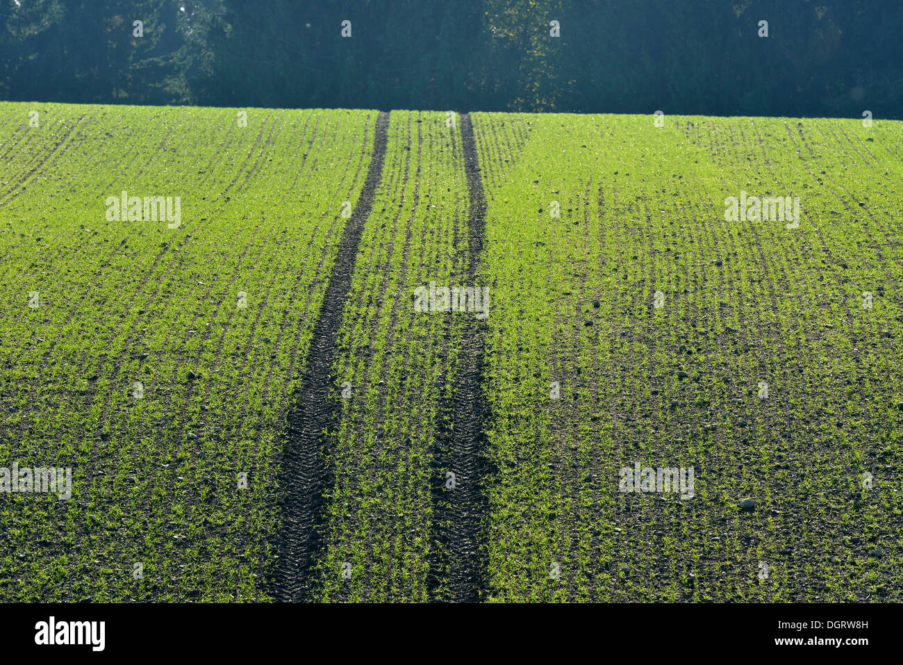 Permanent driving tractor track on a autumn-sown field Stock Photo - Alamy