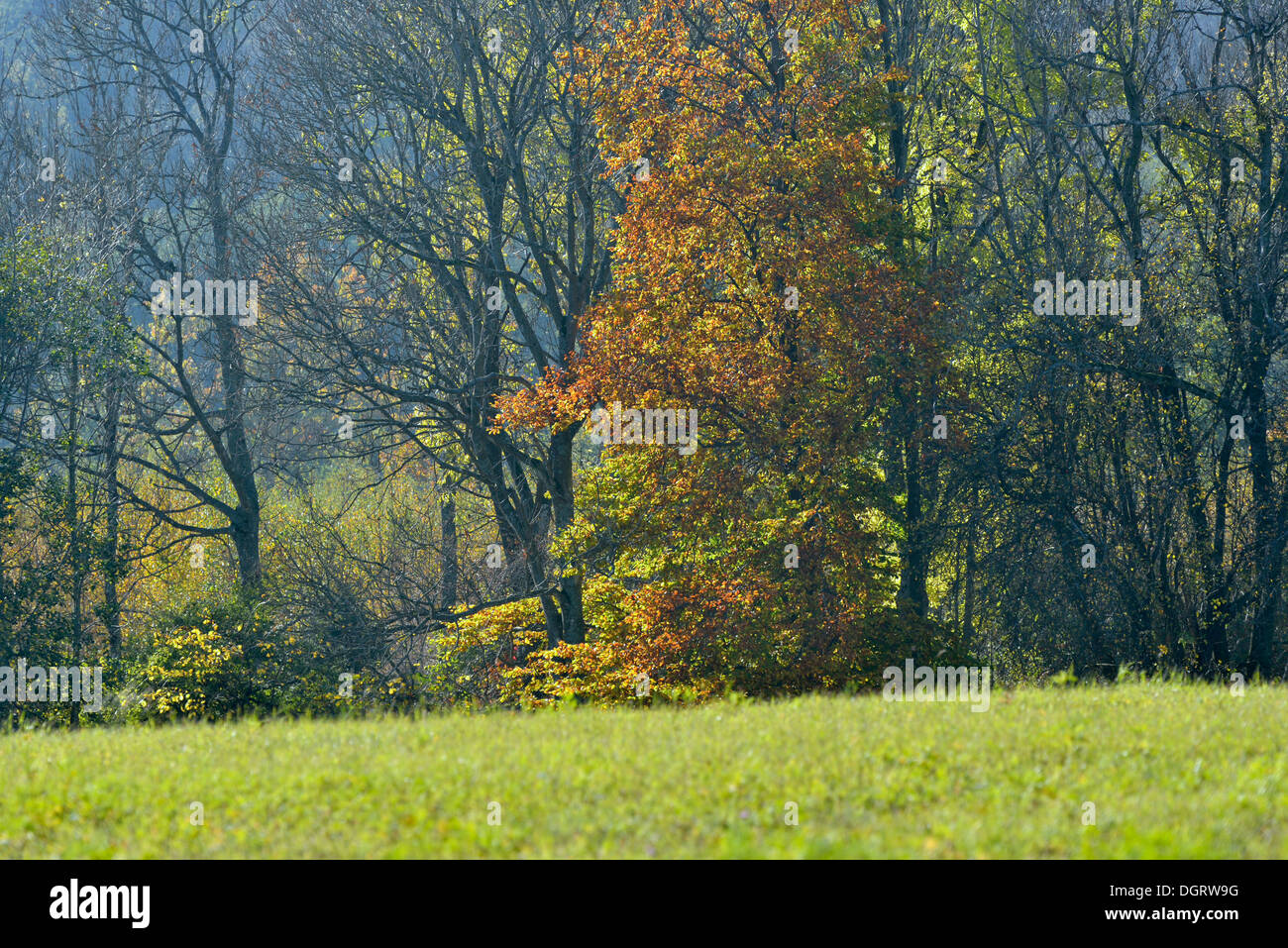 Deciduous forest in autumn colours Stock Photo - Alamy