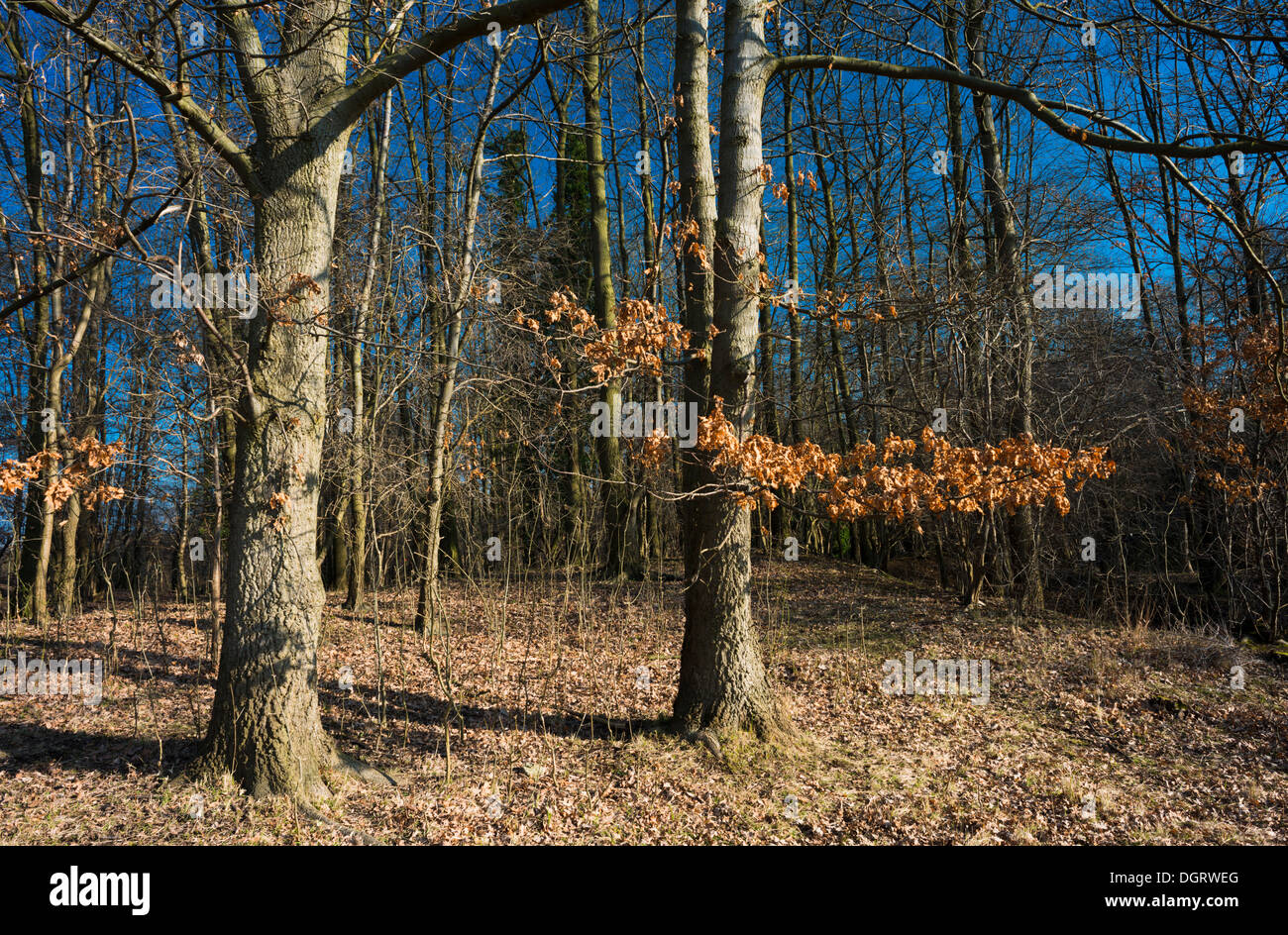 Barnack Cambridgeshire High Resolution Stock Photography and Images - Alamy
