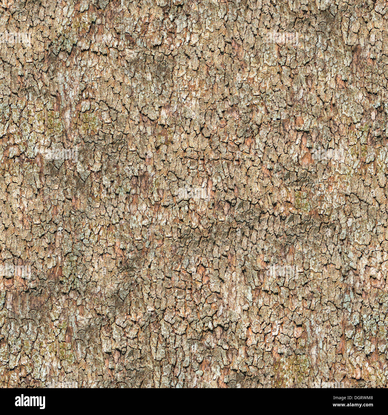 Seamless Texture. Bark Stock Photo - Alamy