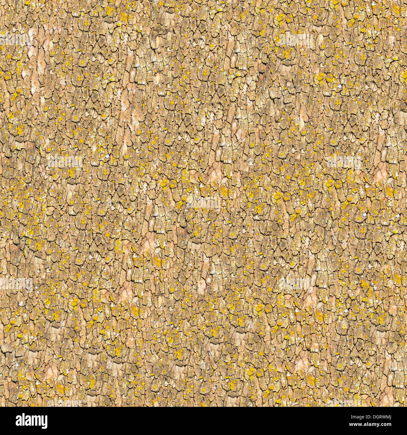 Seamless Texture of Bark Stock Photo - Alamy