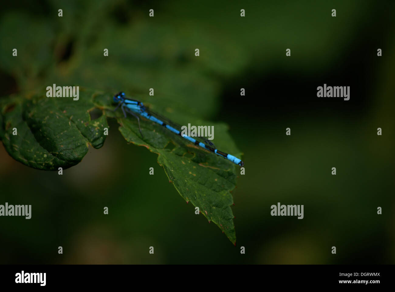 Blue dragonfly hi-res stock photography and images - Alamy