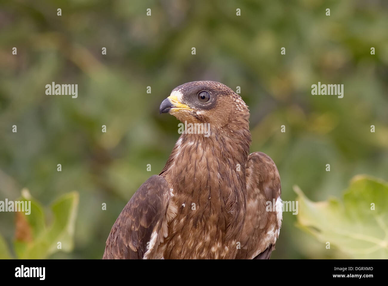 Honey buzzard wing hi-res stock photography and images - Alamy