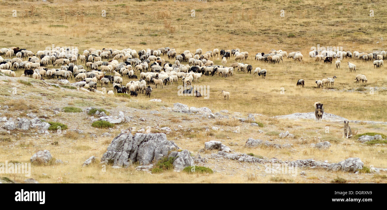 A flock of sheep grazes on the summer alpine meadows of mount Giona ...