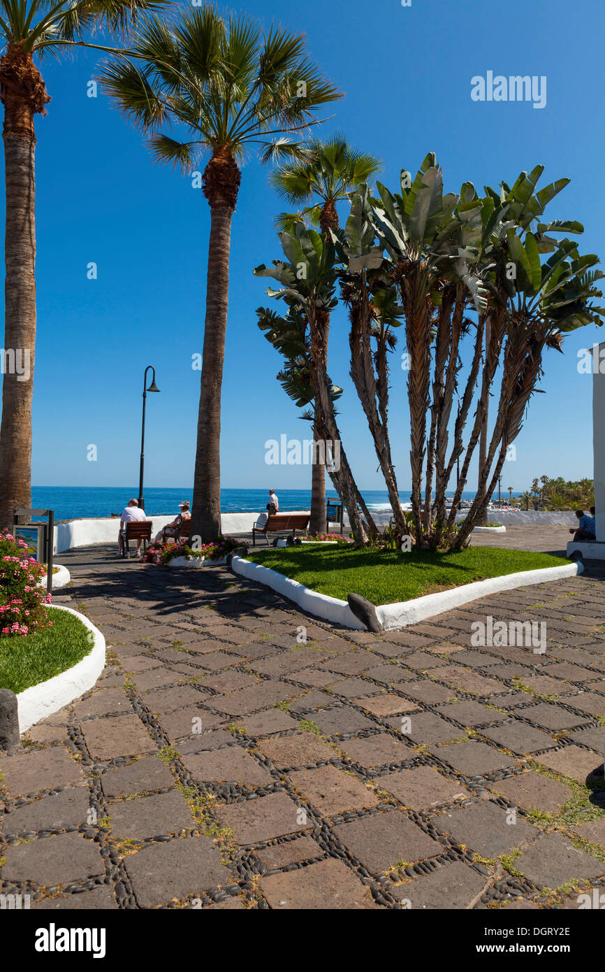 Waterfront promenade with palm trees, Puerto de la Cruz, San Telmo ...
