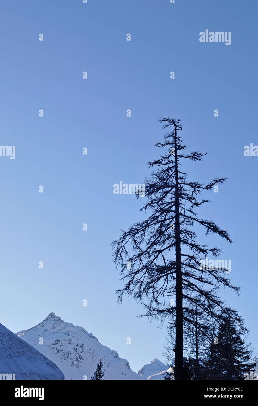 Sils maria switzerland hi-res stock photography and images - Alamy