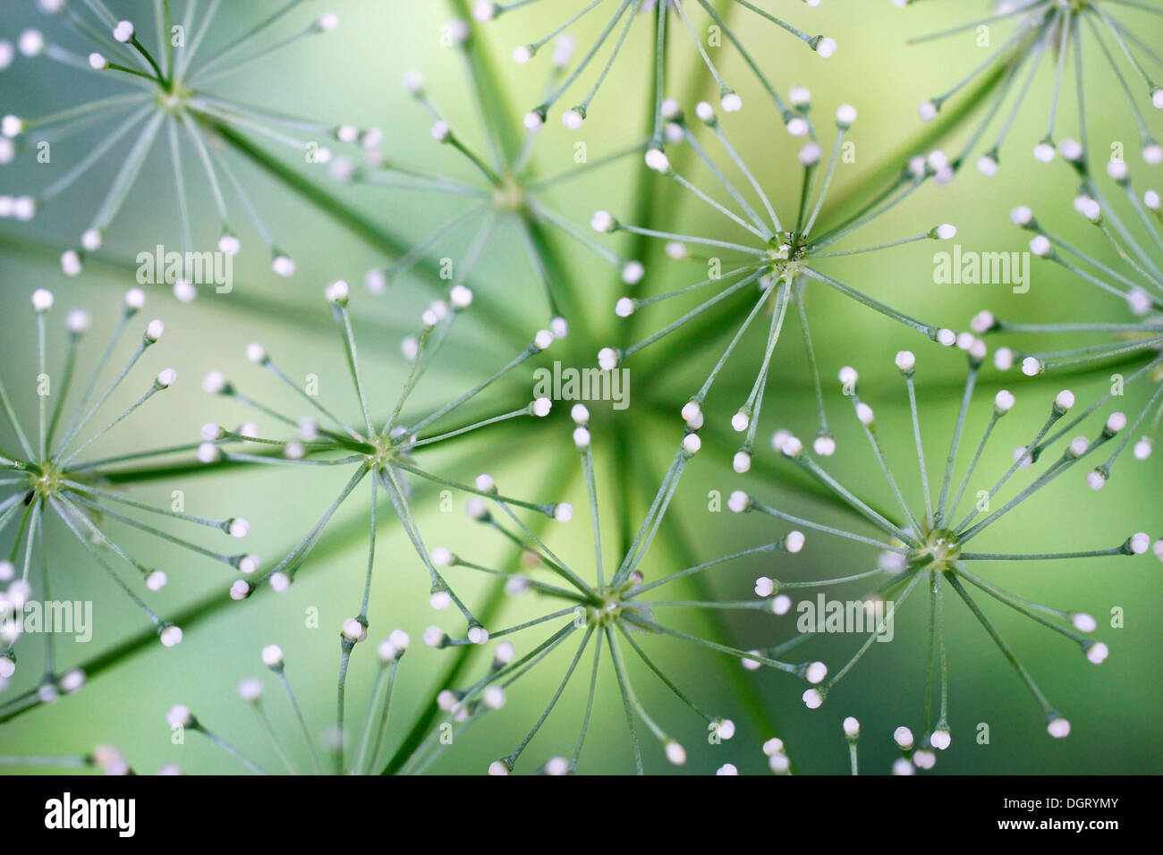 Carum hi-res stock photography and images - Alamy