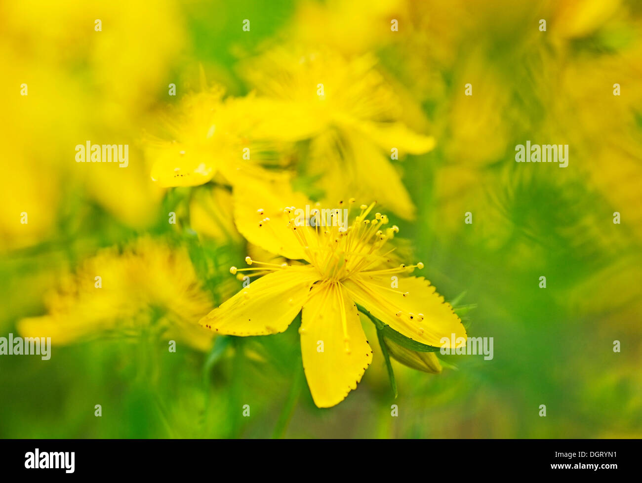 St. John's Wort (Hypericum) flowers Stock Photo - Alamy