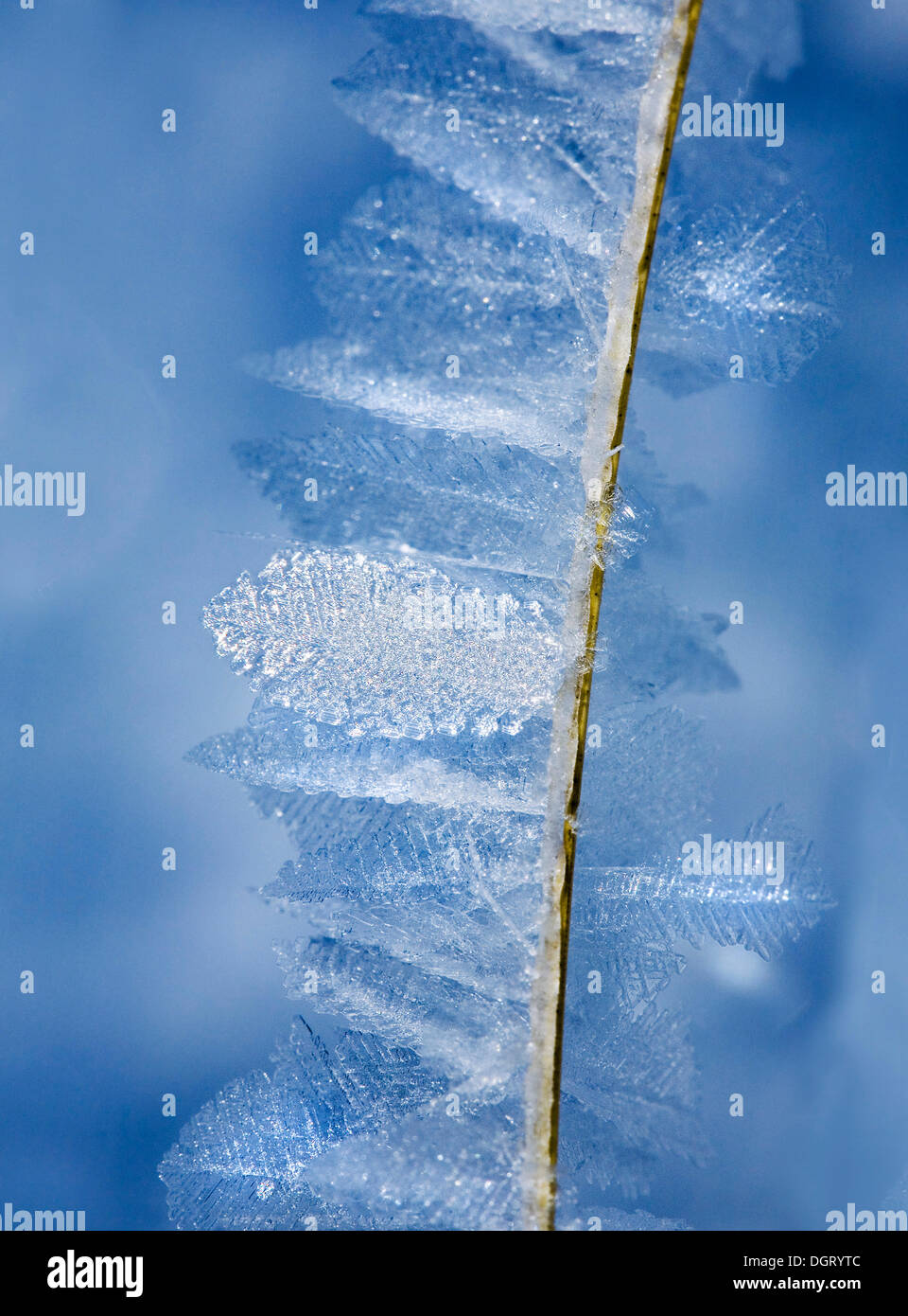 Frost crystals hi-res stock photography and images - Alamy