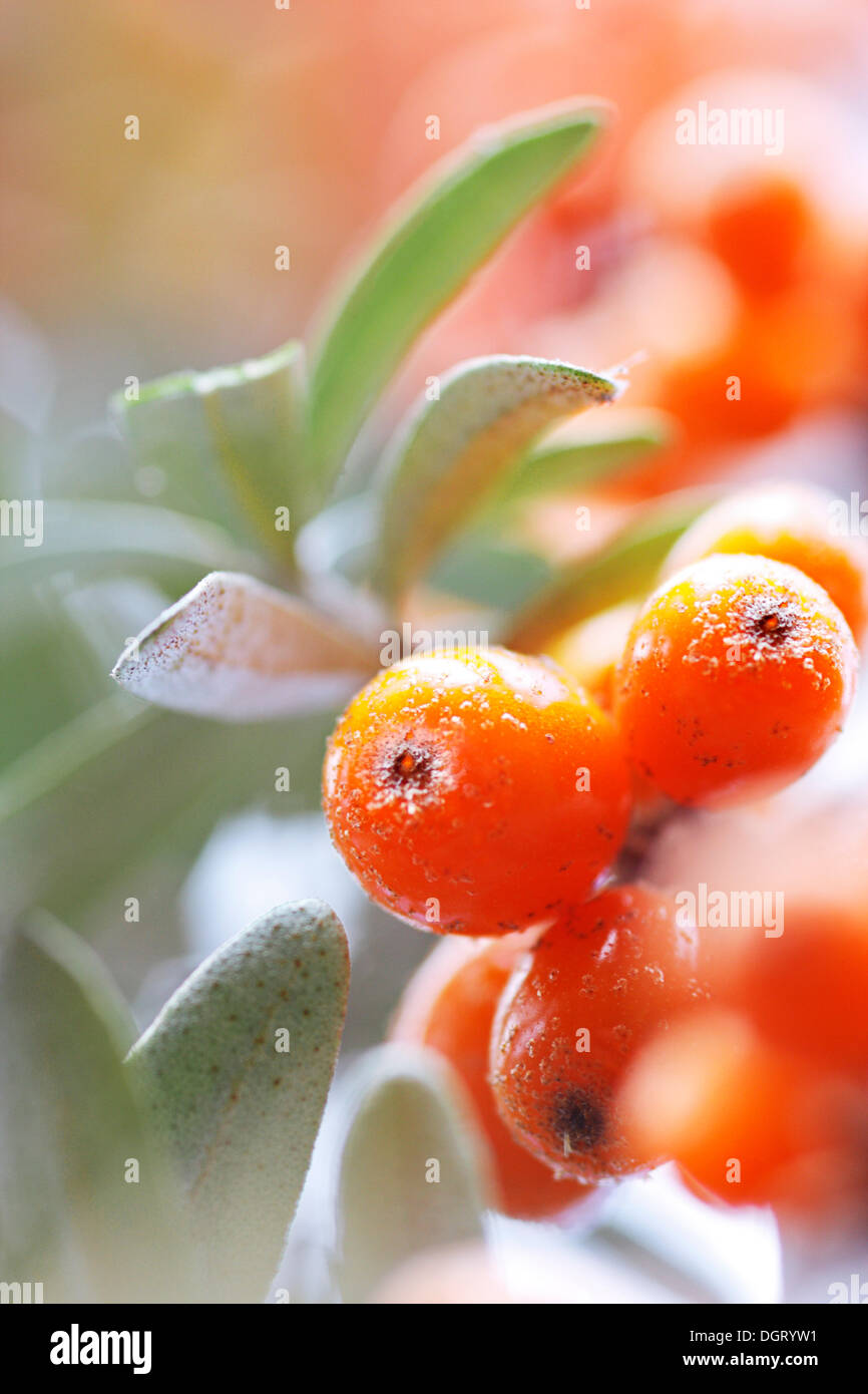 Berries hippophae rhamnoides hi-res stock photography and images - Alamy